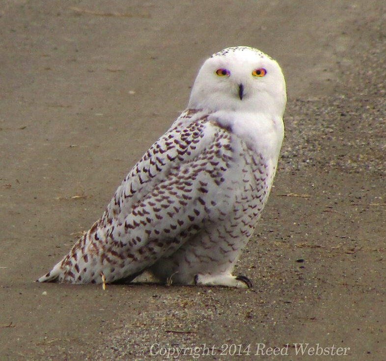 Autumn’s First Snowy Owl