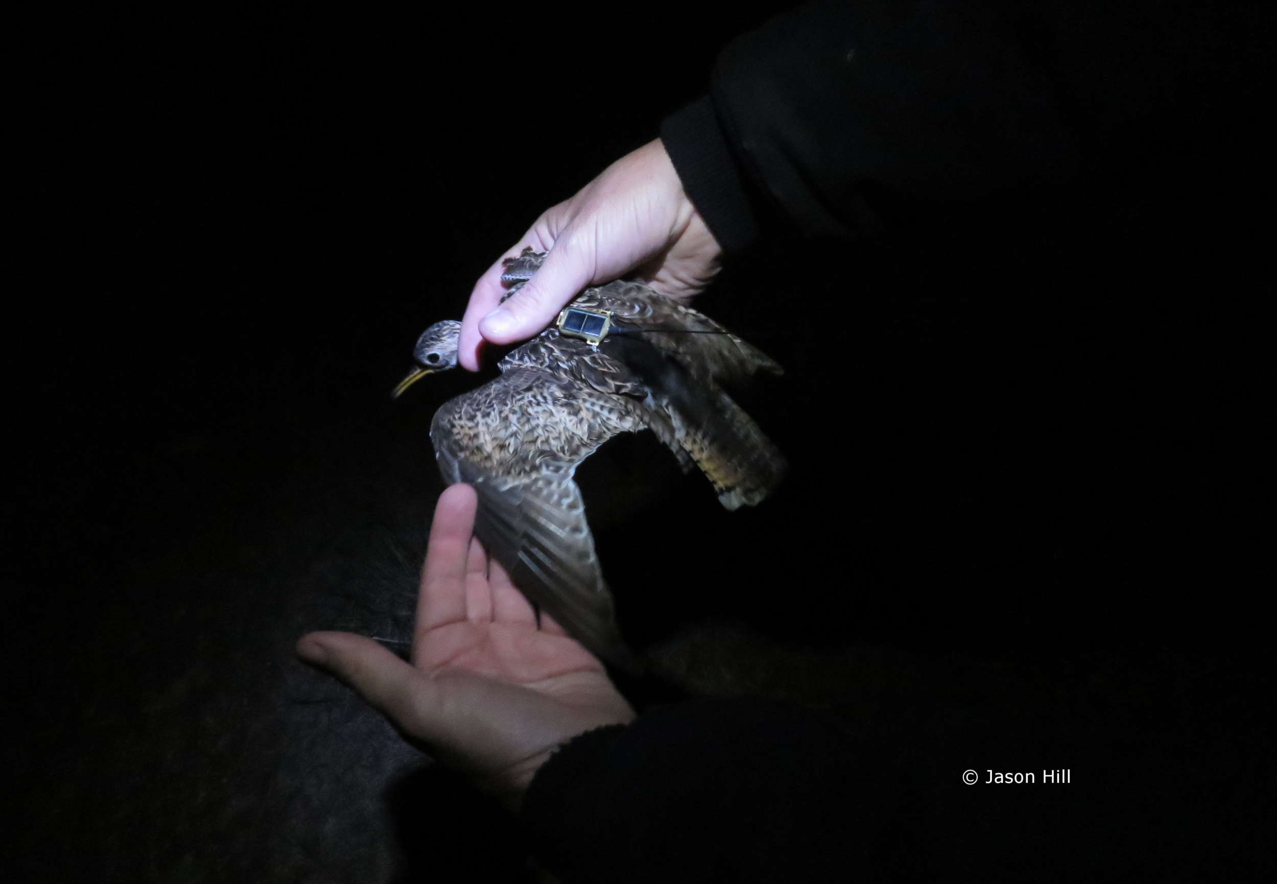 GPS Tags Reveal a Hidden Side to a Grassland Bird | Vermont Center for ...