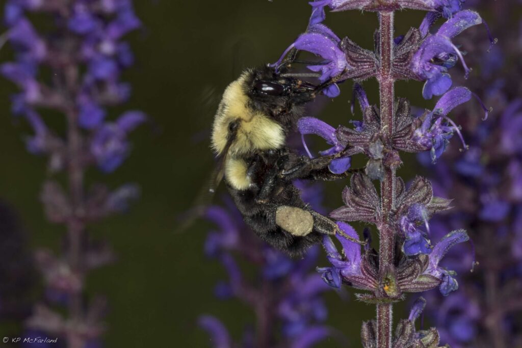 Outdoor Radio: A Pollinator Paradise At The Birds Of Vermont Museum