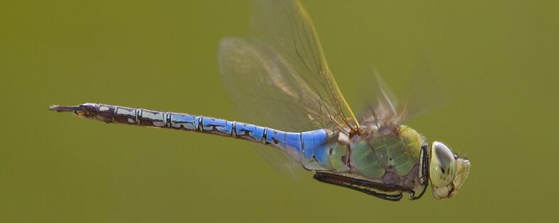 Move over Monarchs: VCE and Colleagues Reveal Astonishing Dragonfly ...