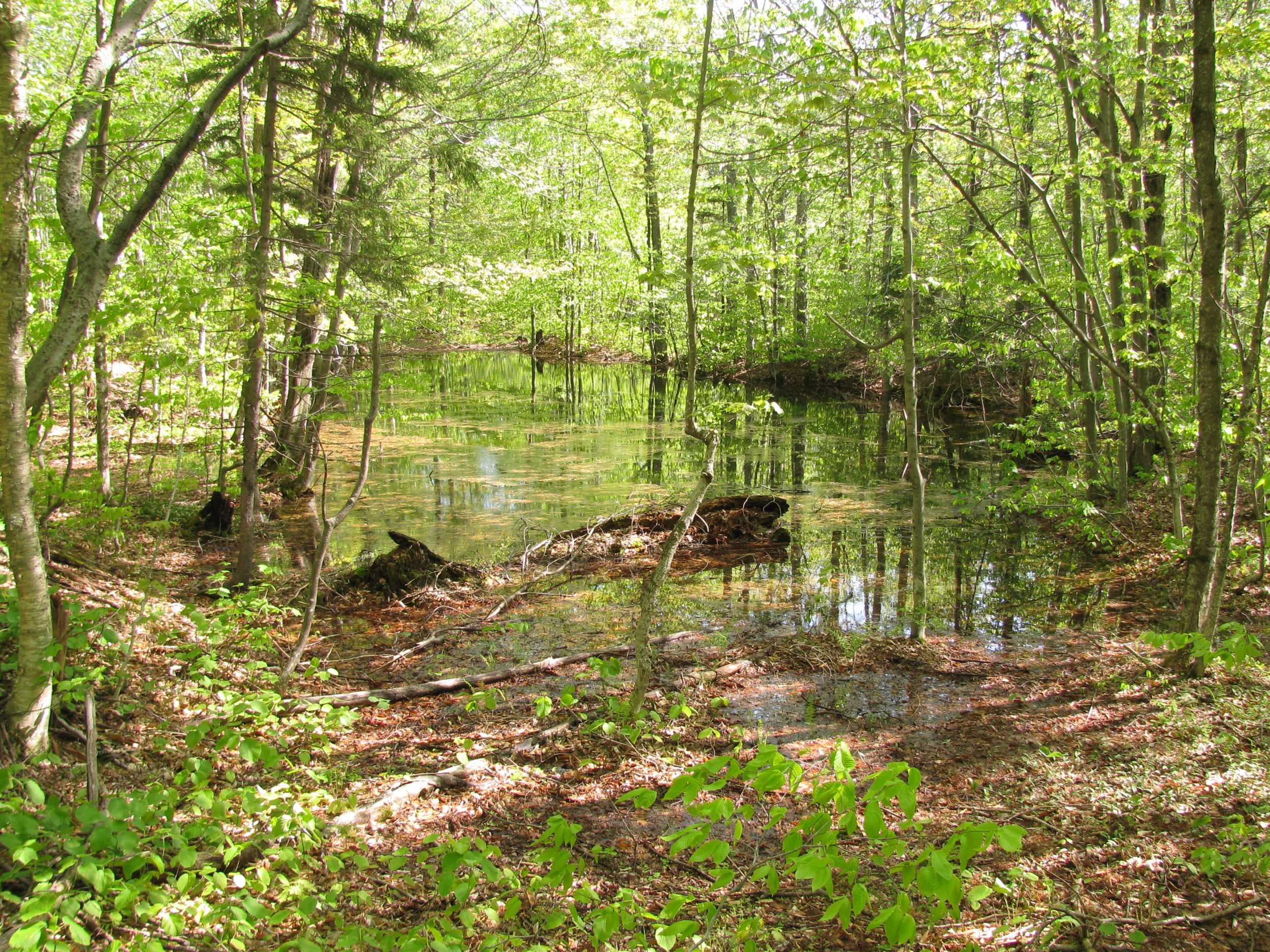 VPAtlas Places Statewide Vernal Pool Data at Your Fingertips