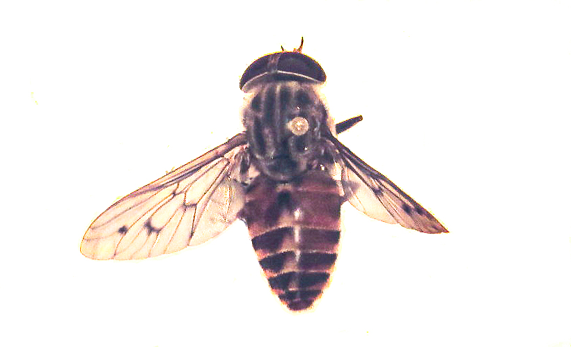Fly Species New for Vermont Discovered by iNaturalist