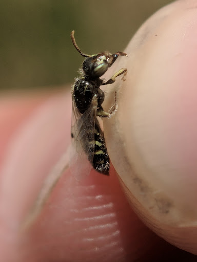 Summer Bee Update: Four Years in, the Flood of New Species is Becoming a Trickle | Vermont ...
