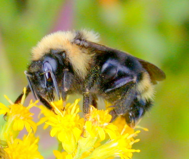 Bumblebee Photographed in Backyard is a New Species for Vermont | Vermont Center for Ecostudies