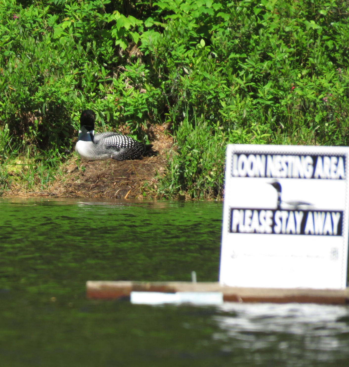 The Ripple Effect: Wakeboats Pose Risks to Loon Nests