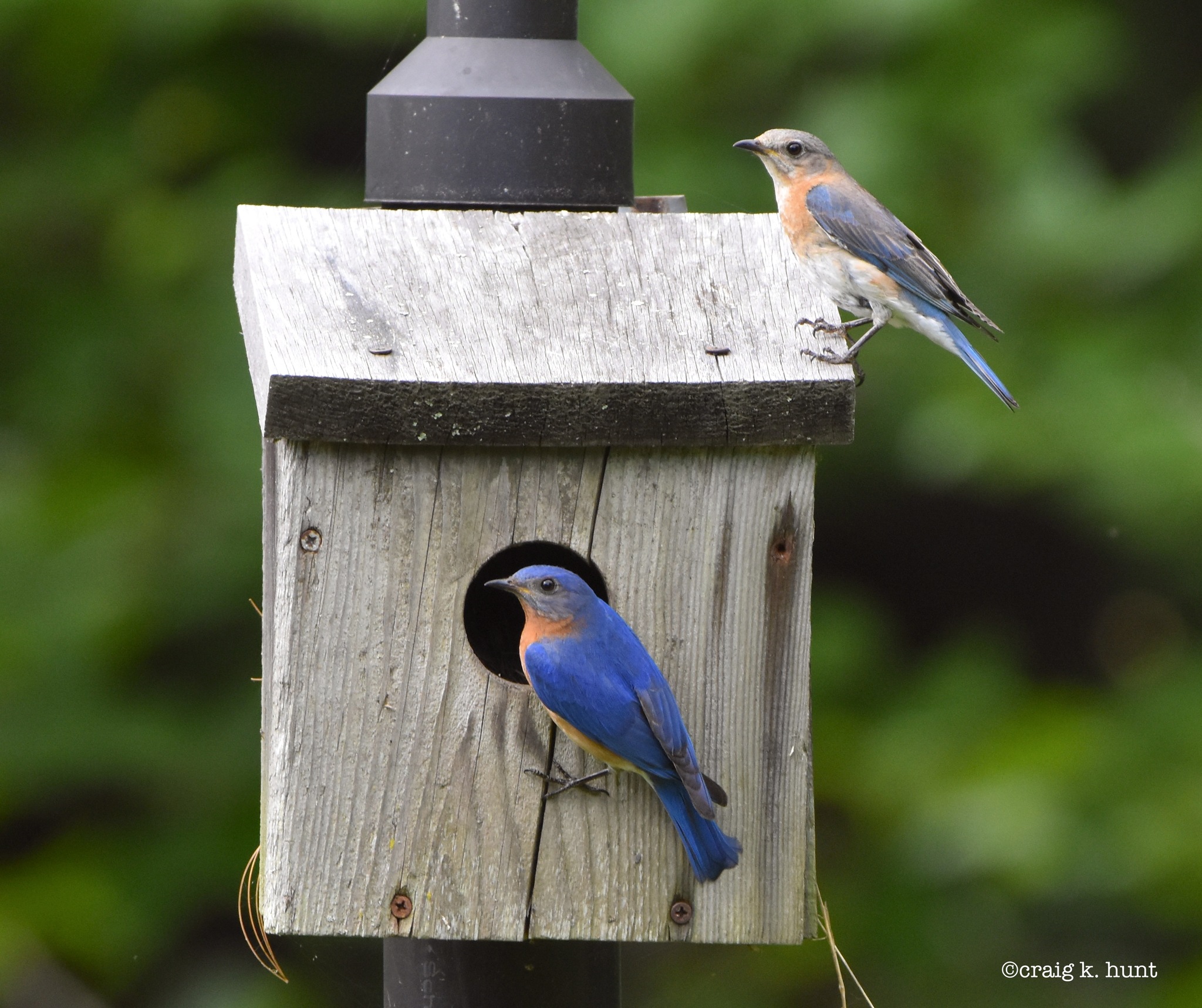 Got Caterpillars? New Research Finds They’re Essential for Eastern ...