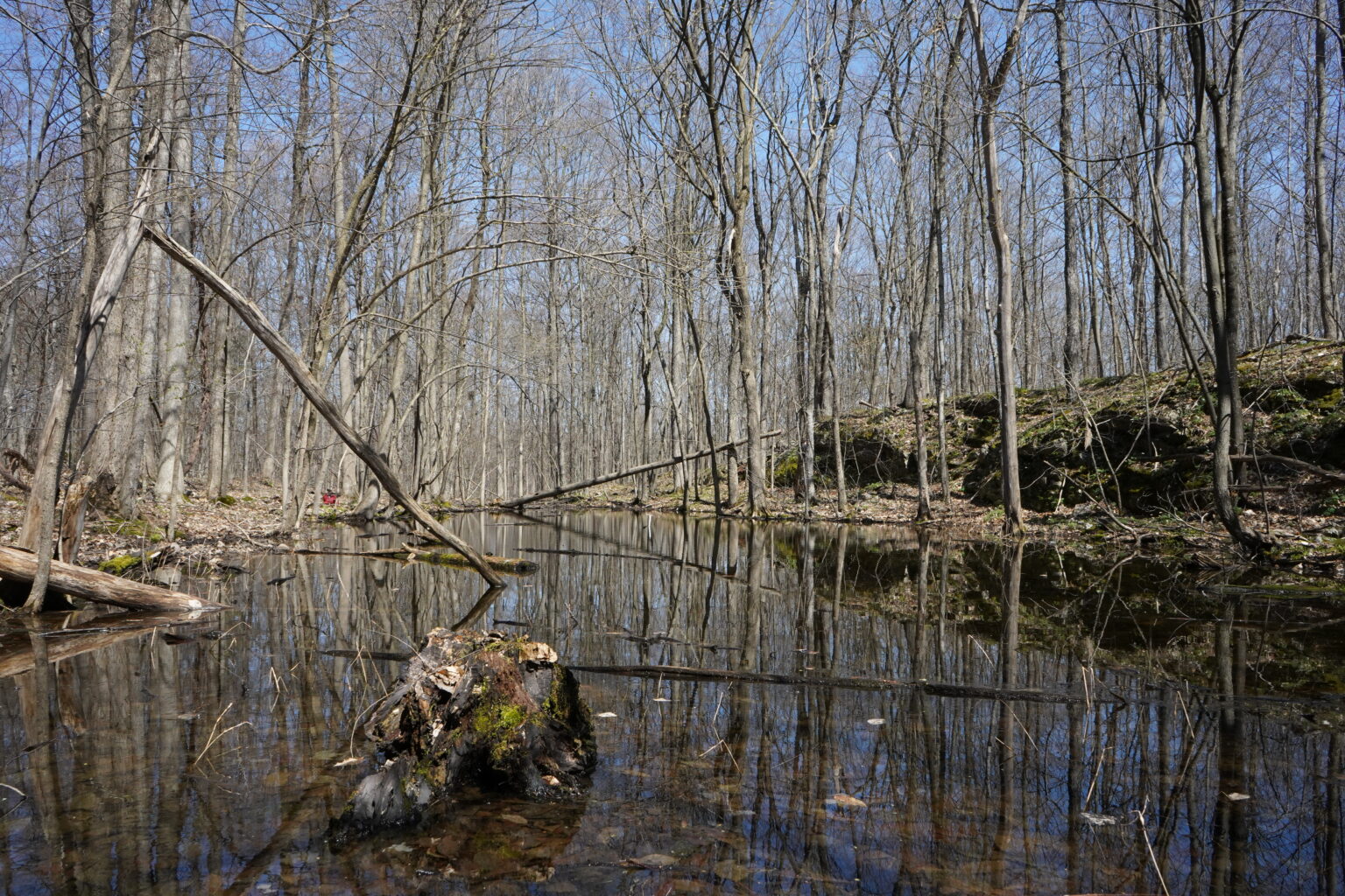 How to Find and Confirm Vernal Pools in Your Neighborhood