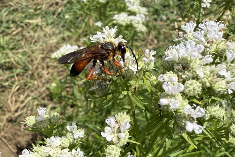 Not Just Bees: How to Support All Types of Pollinators in Your Garden